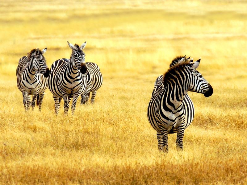 Africa Safari Trips - Puzzle Travels Luxury Tailor Made